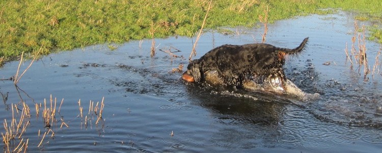 ugsr | United Gordon Setter Rehoming and Support